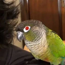 jontron bird