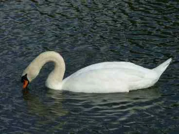 The Swan | Jooppedia | Fandom