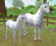 Knabstrupper/Gallery | Jorvikipedia | Fandom