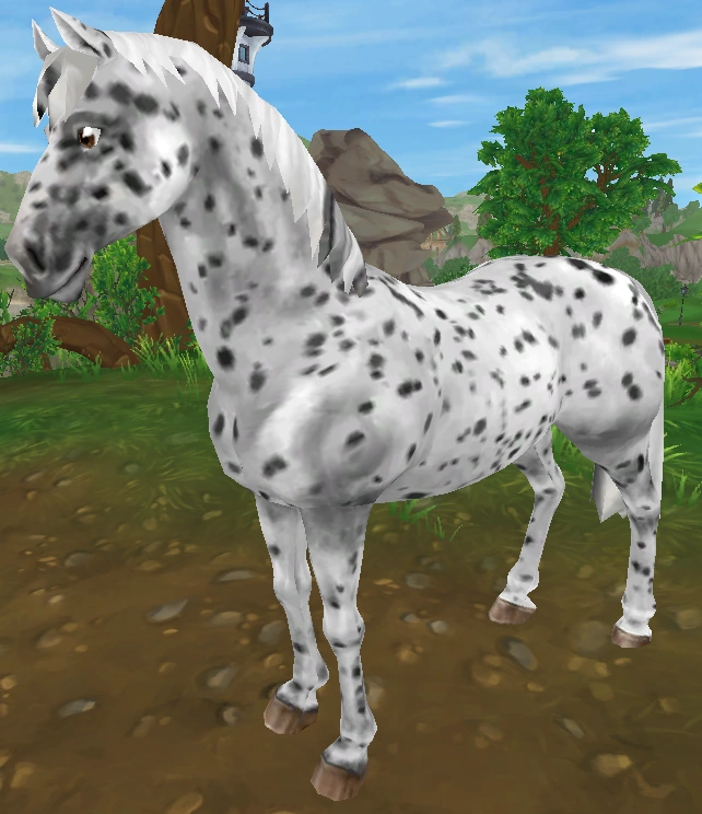 Appaloosa | Jorvikipedia | Fandom