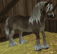 North Swedish Horse/Gallery | Jorvikipedia | Fandom