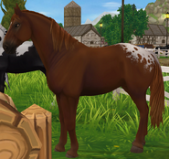 Knabstrupper/Gallery | Jorvikipedia | Fandom