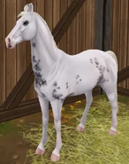 Marwari/Gallery | Jorvikipedia | Fandom