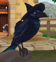 Poe the Crow | Jorvikipedia | Fandom