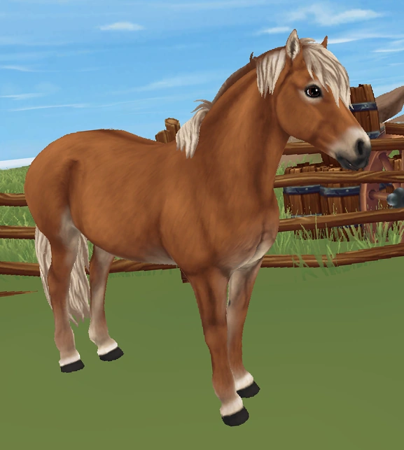 Gotland Pony/Gallery | Jorvikipedia | Fandom