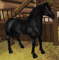 Star Stable Morgan Horse Coloring Pages