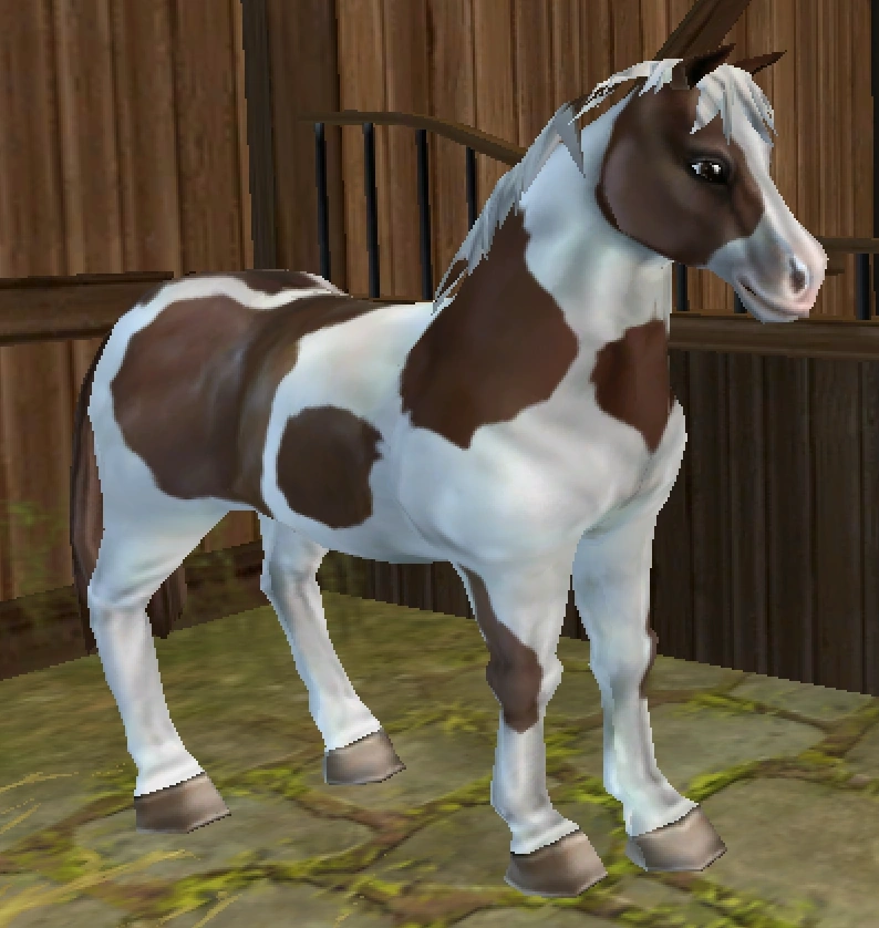 Chincoteague Pony/Gallery | Jorvikipedia | Fandom