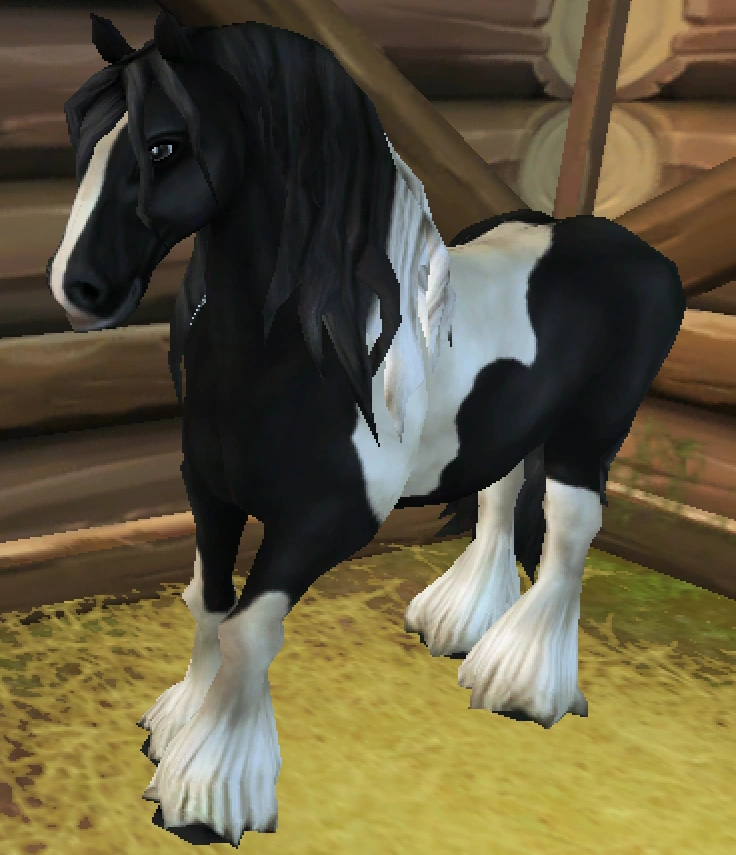 Irish Cob/Gallery | Jorvikipedia | Fandom