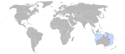 Australian Flatback Sea Turtle | Joseph Lee's Guide to Sea Turtle Wiki ...