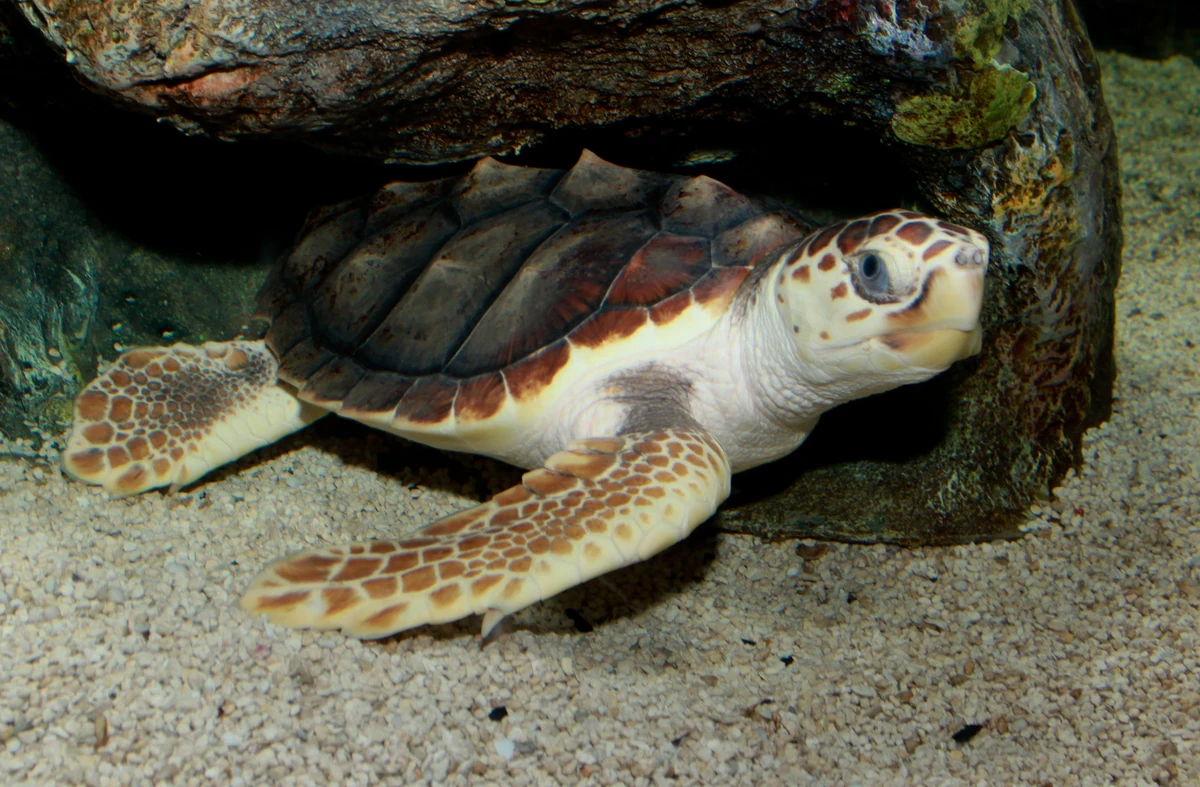 Loggerhead | Joseph Lee's Guide to Sea Turtle Wiki | Fandom