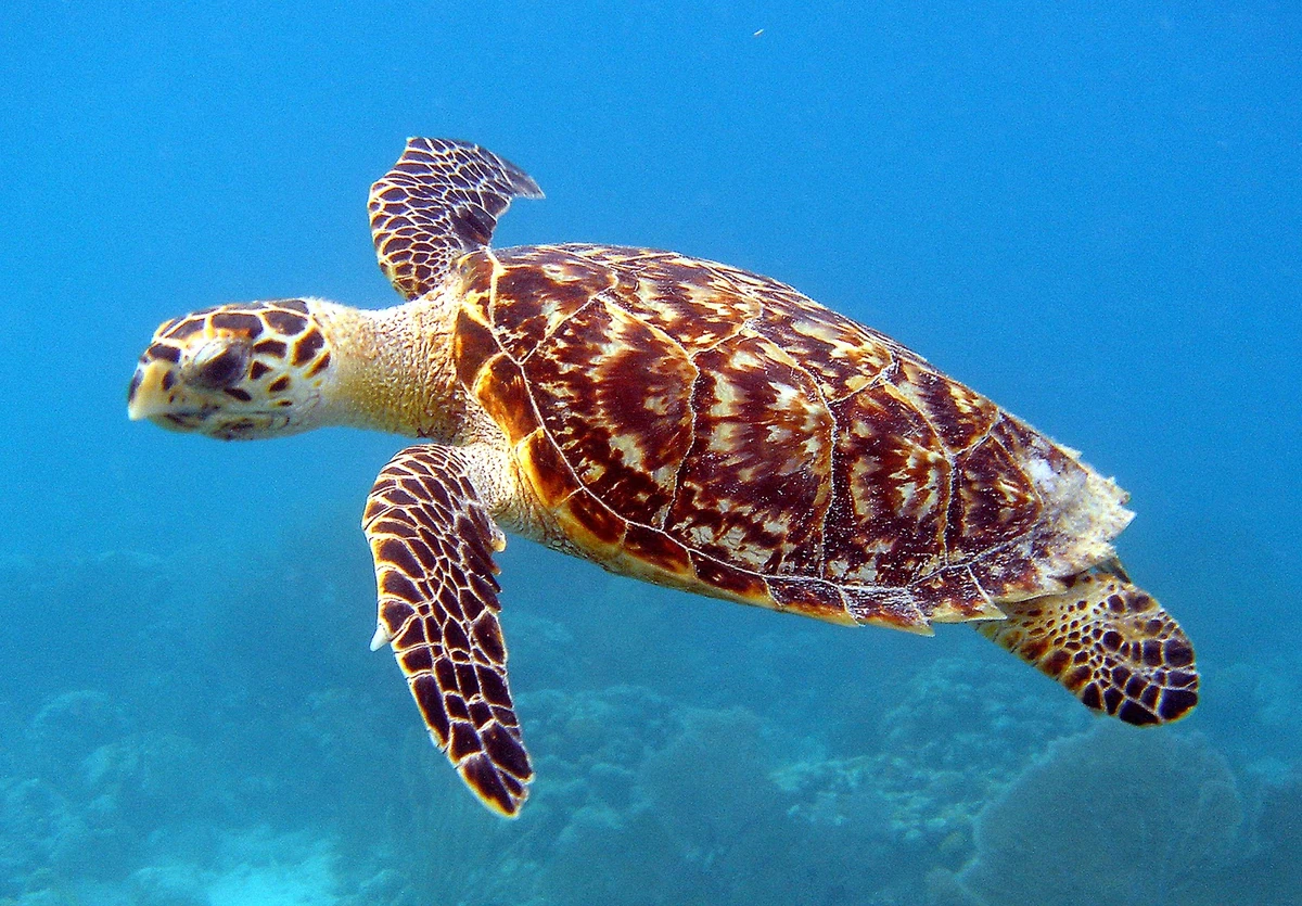Hawksbill Sea Turtle | Joseph Lee's Guide to Sea Turtle Wiki | Fandom