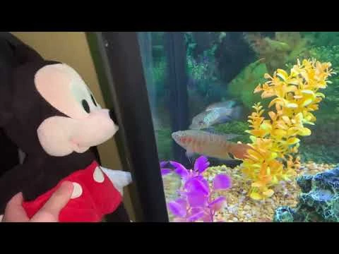 JoshDoesAmazingContent2008's Pet Fish | JoshDoesAmazingContent2008 ...