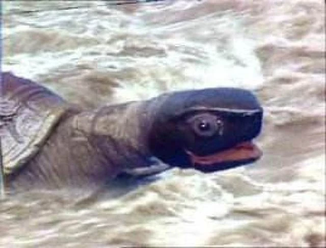 Great White Turtle | Journey to the West Wiki | Fandom