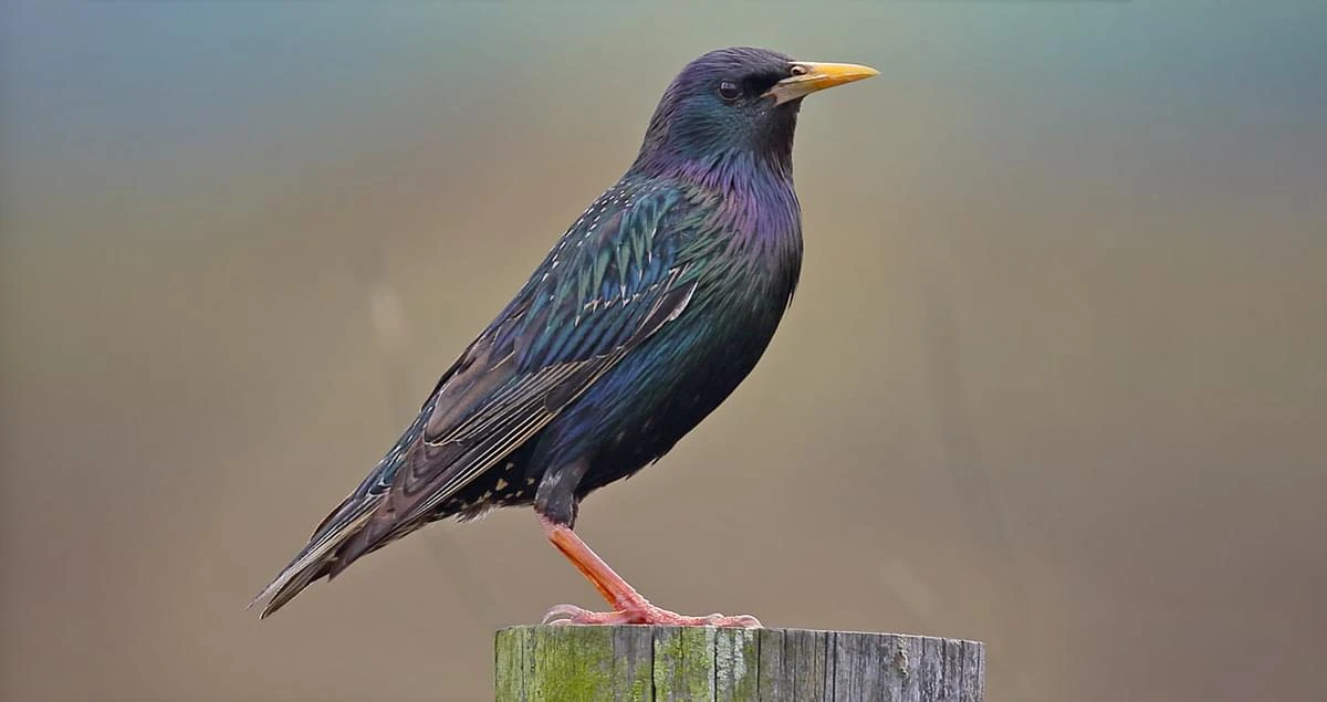 European Starling | Jurassic Park Fanon Wiki | Fandom