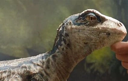 Blue Jr. | Jurassic Park Fanon Wiki | Fandom