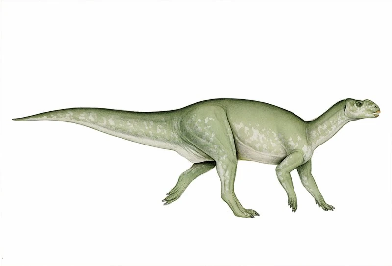 Tenontosaurus (Jurassic Park 4) | Jurassic Park Fanon Wiki | Fandom