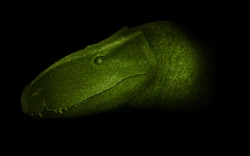 Barinasuchus (Desolation) | Jurassic Park Fanon Wiki | Fandom