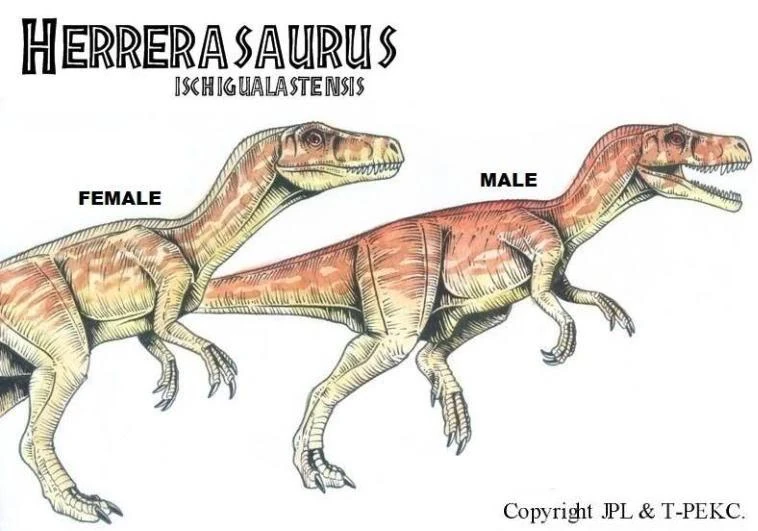 Herrerasaurus Size