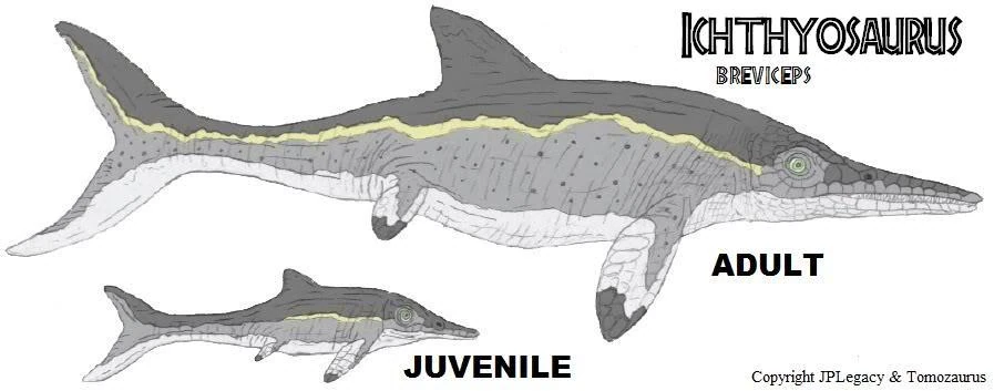 Ichthyosaurus breviceps | JPL Live the Legend Wiki | Fandom