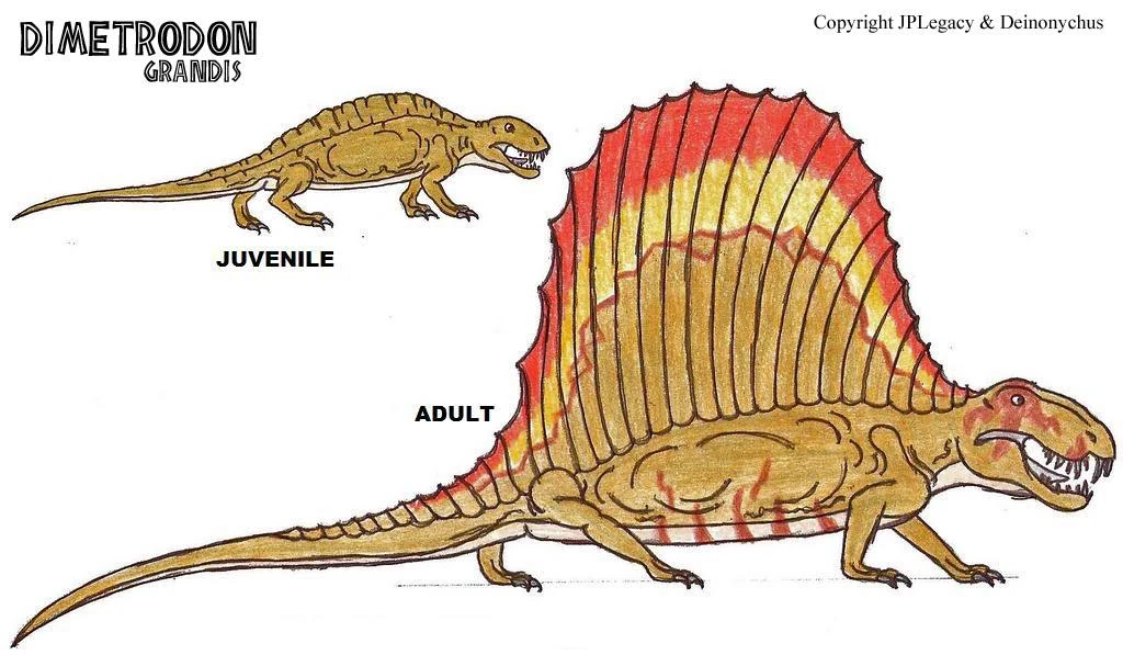 Dimetrodon grandis | JPL Live the Legend Wiki | Fandom