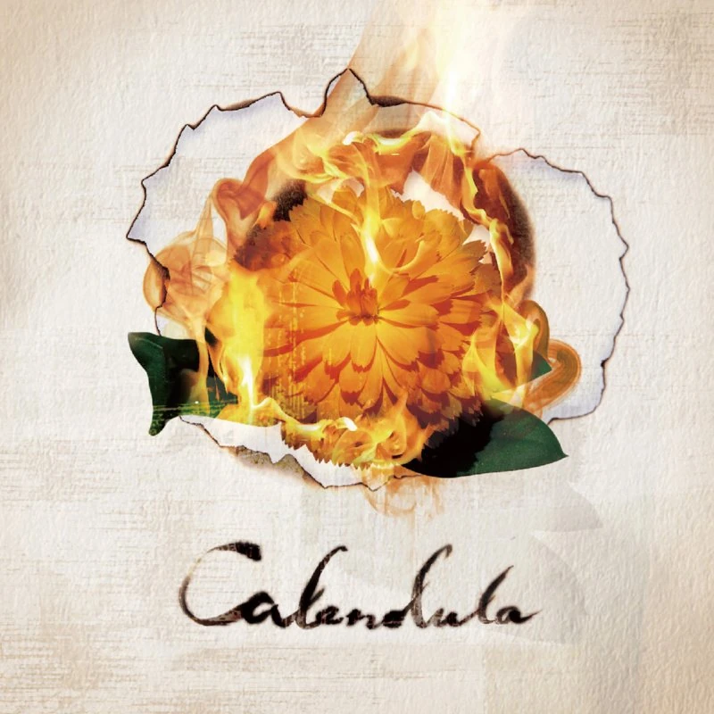 Calendula | Jpop Wiki | Fandom