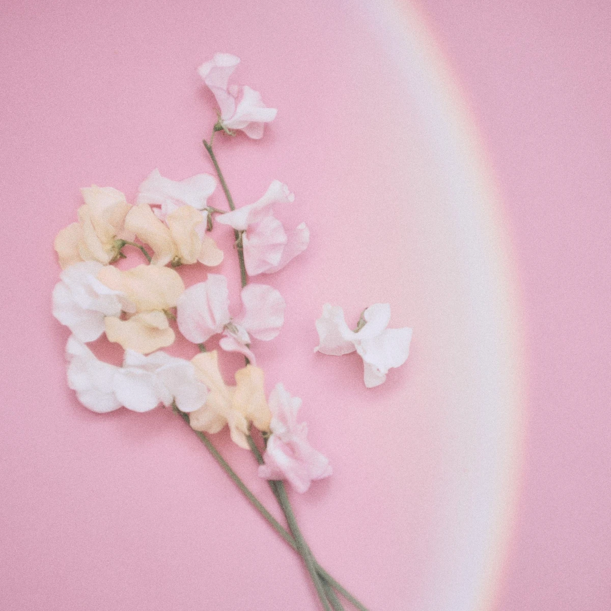Sweet Pea | Jpop Wiki | Fandom