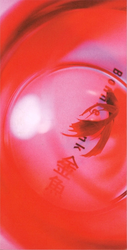 Kingyo | Jpop Wiki | Fandom