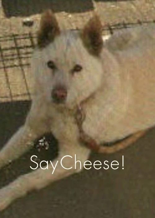 Say Cheese! | Jpoparody Wiki | Fandom