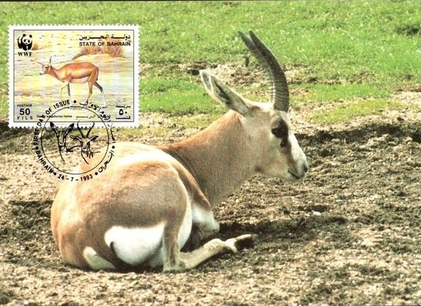 Bahrain 1993 WWF - Sand Gazelle | JPP-Stamps Wiki | Fandom