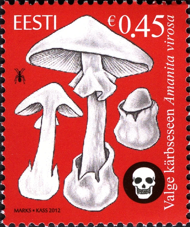 Estonia 2012 Estonian Mushrooms – The European Destroying Angel | JPP ...