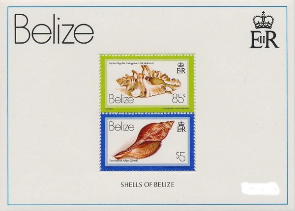 Belize 1980 Shells and Sea Snails | JPP-Stamps Wiki | Fandom