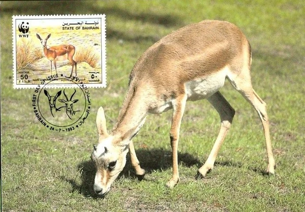 Bahrain 1993 WWF - Sand Gazelle | JPP-Stamps Wiki | Fandom