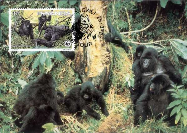 Rwanda 1985 WWF Mountain Gorilla | JPP-Stamps Wiki | Fandom