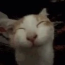 Yoshi | JPQ Wiki | Fandom