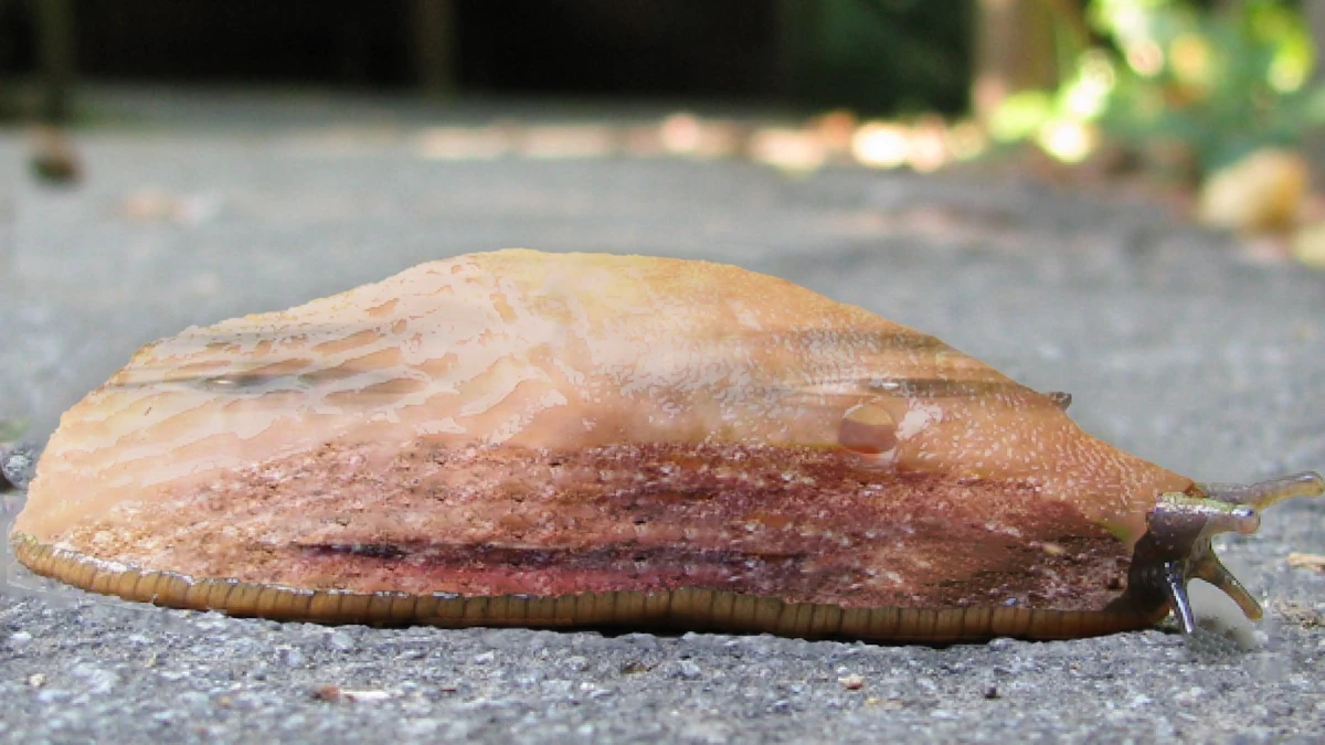 Jrescargot | Jreg Heffley Wiki | Fandom