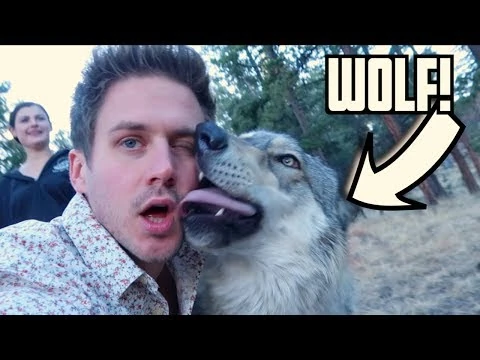 WILD WOLVES FACE OFF! | JStu Wiki | Fandom