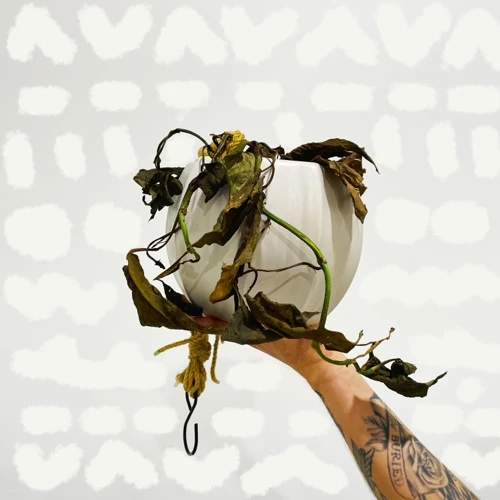 Lil Planty | JStu Wiki | Fandom