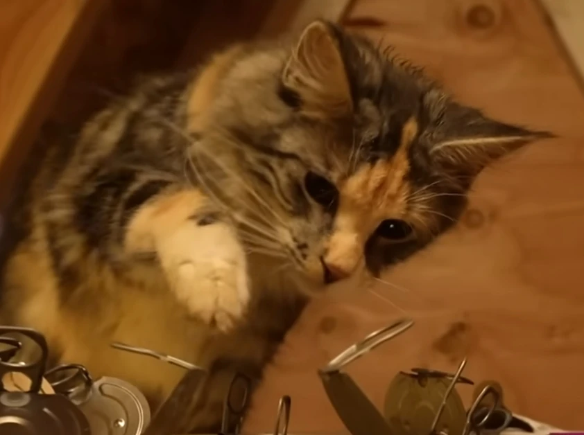 Lawrence | JStu Wiki | Fandom