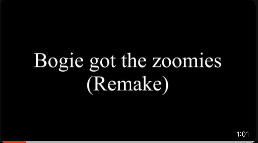 Bogie got the zoomies | Jude and Ewan radio its Wiki | Fandom