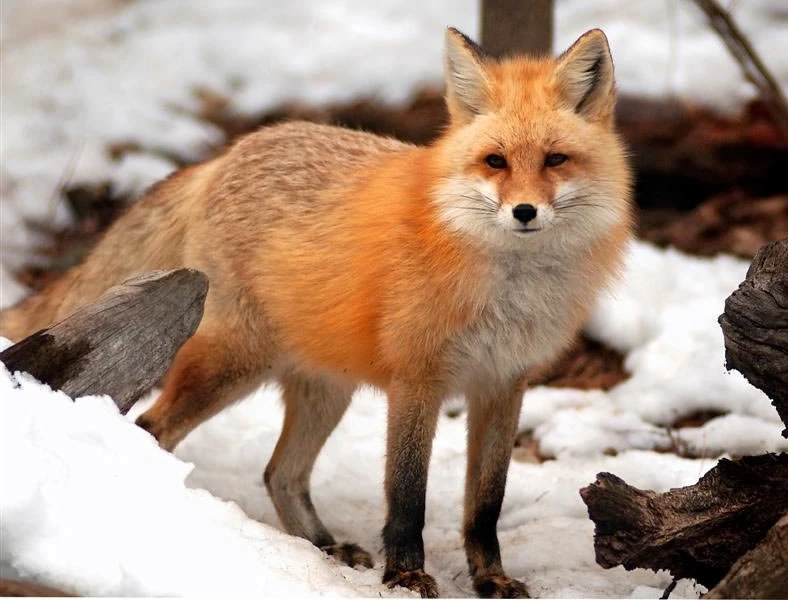 Fox | Julien with the kratt brothers Wikia | Fandom