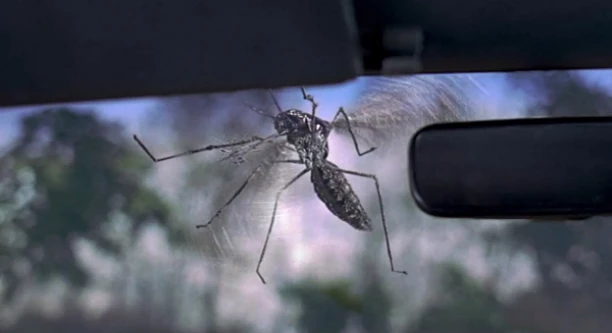 Mosquito | Jumanji Wiki | Fandom