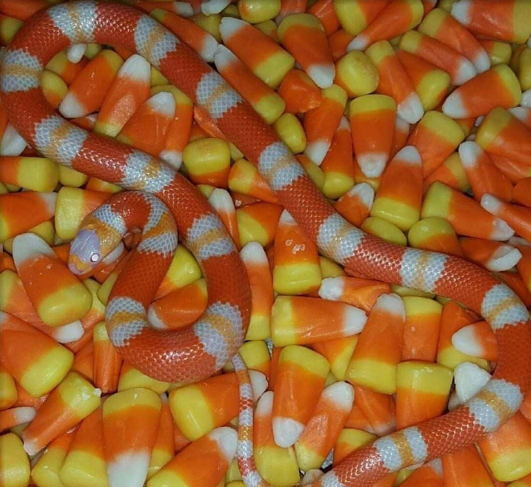 Candy Corn Snake | Jummy's r/Bossfight Wiki | Fandom