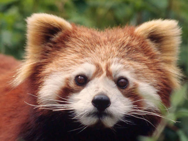 Red Pandas | Jungle Book 3D Wiki | Fandom