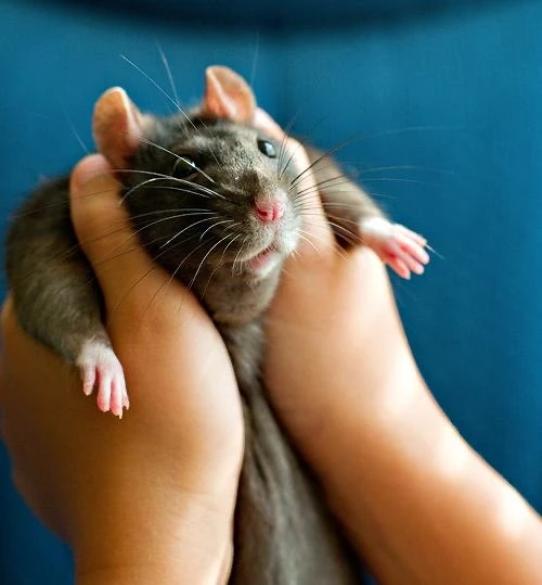 Rat Baby | Milk Ape Wiki | Fandom