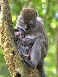 Bandar-Log | Jungle Book Wiki | Fandom