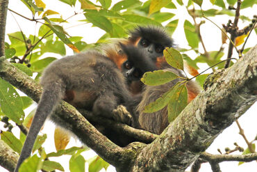 Bandar-Log | Jungle Book Wiki | Fandom