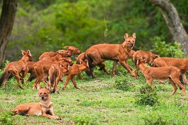 Dhole Pack