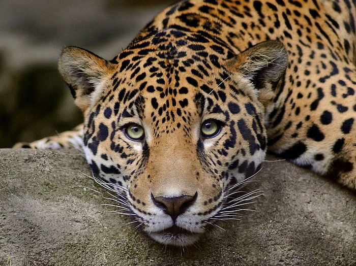 Indian Leopard