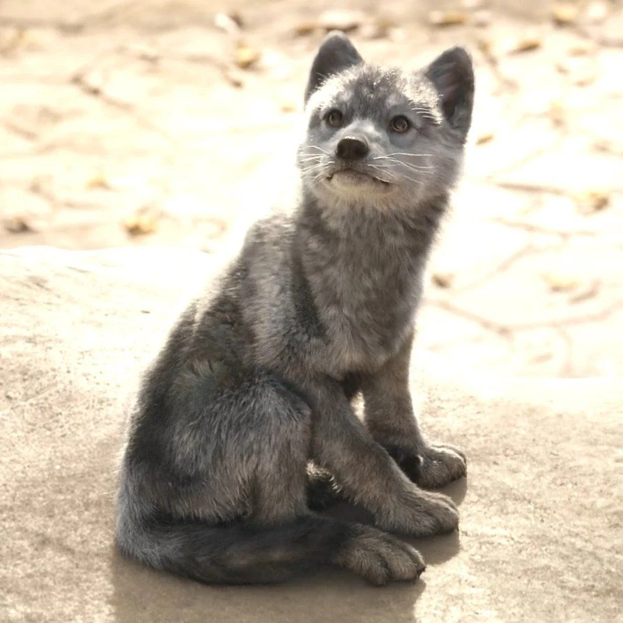 Gray Brother | Jungle Book Wiki | Fandom