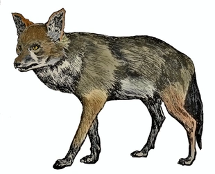 Tabaqui | Jungle Book Wiki | Fandom